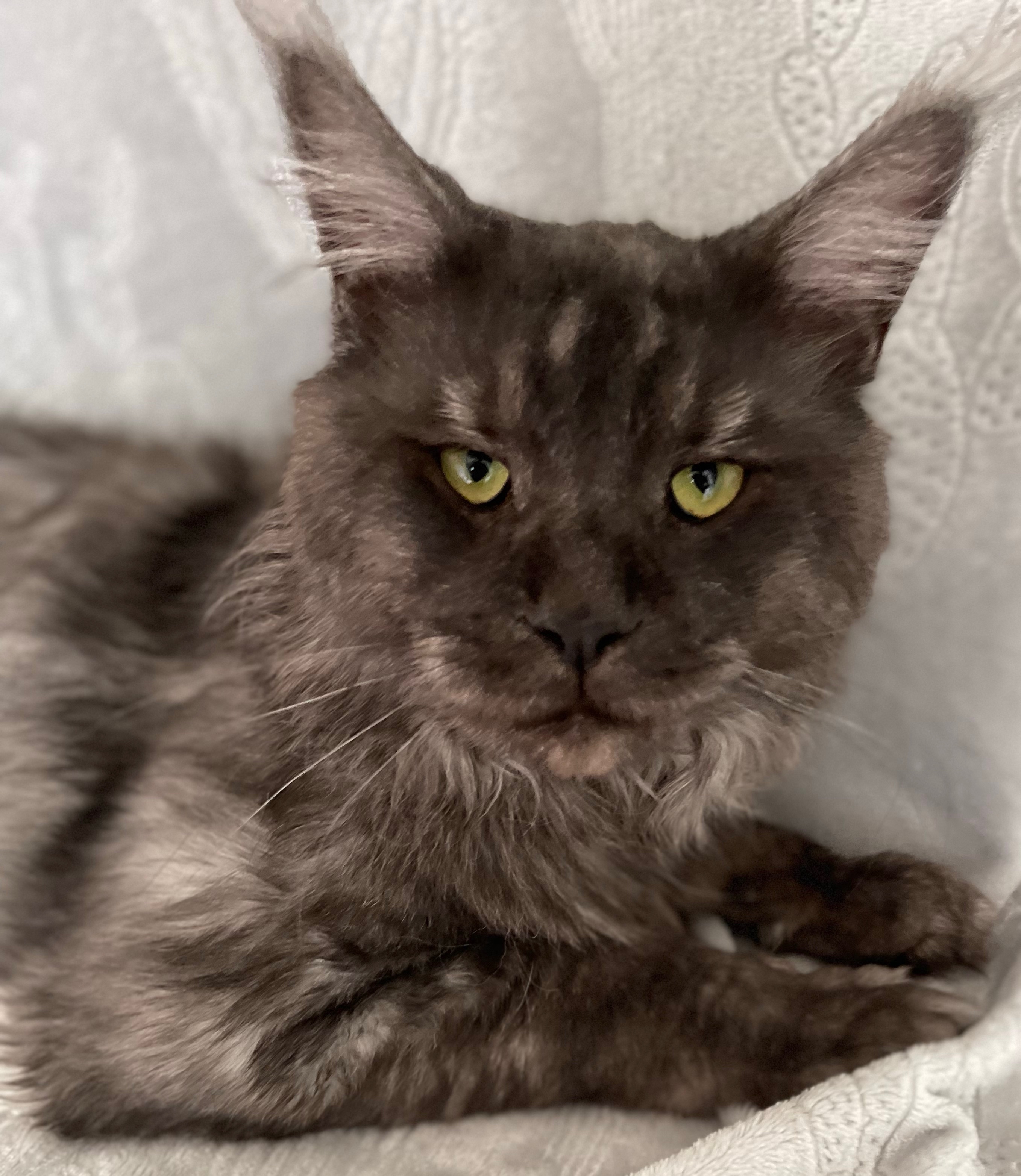 OUR ADULTS – MICOONS