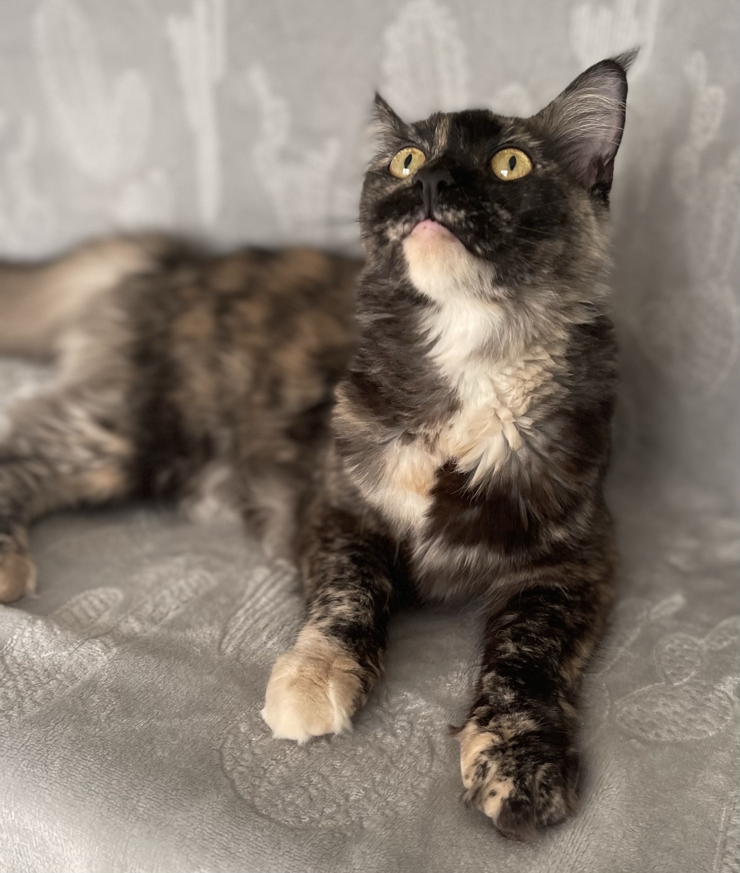 OUR ADULTS – MICOONS