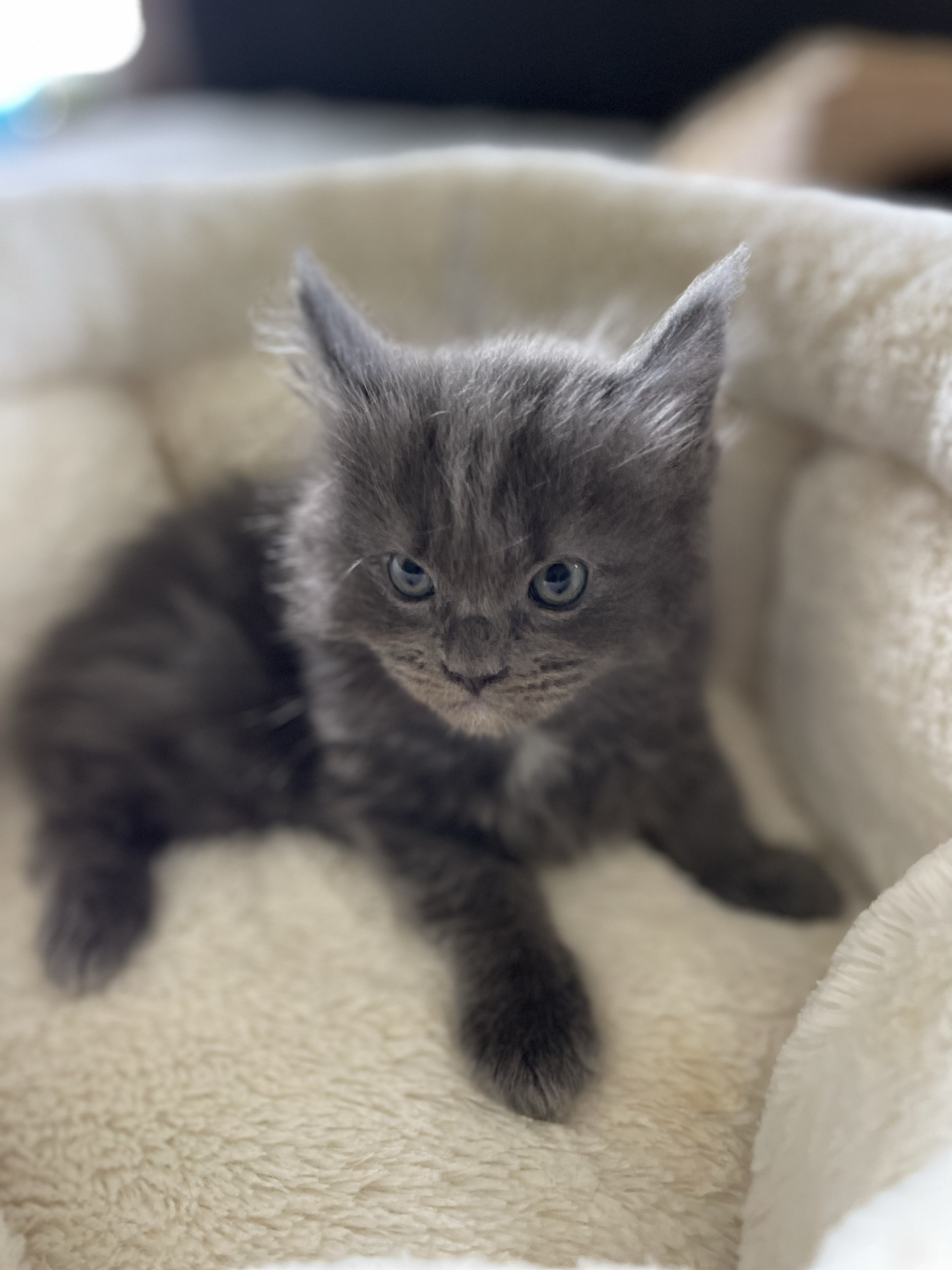 Maine Coon kittens – MICOONS