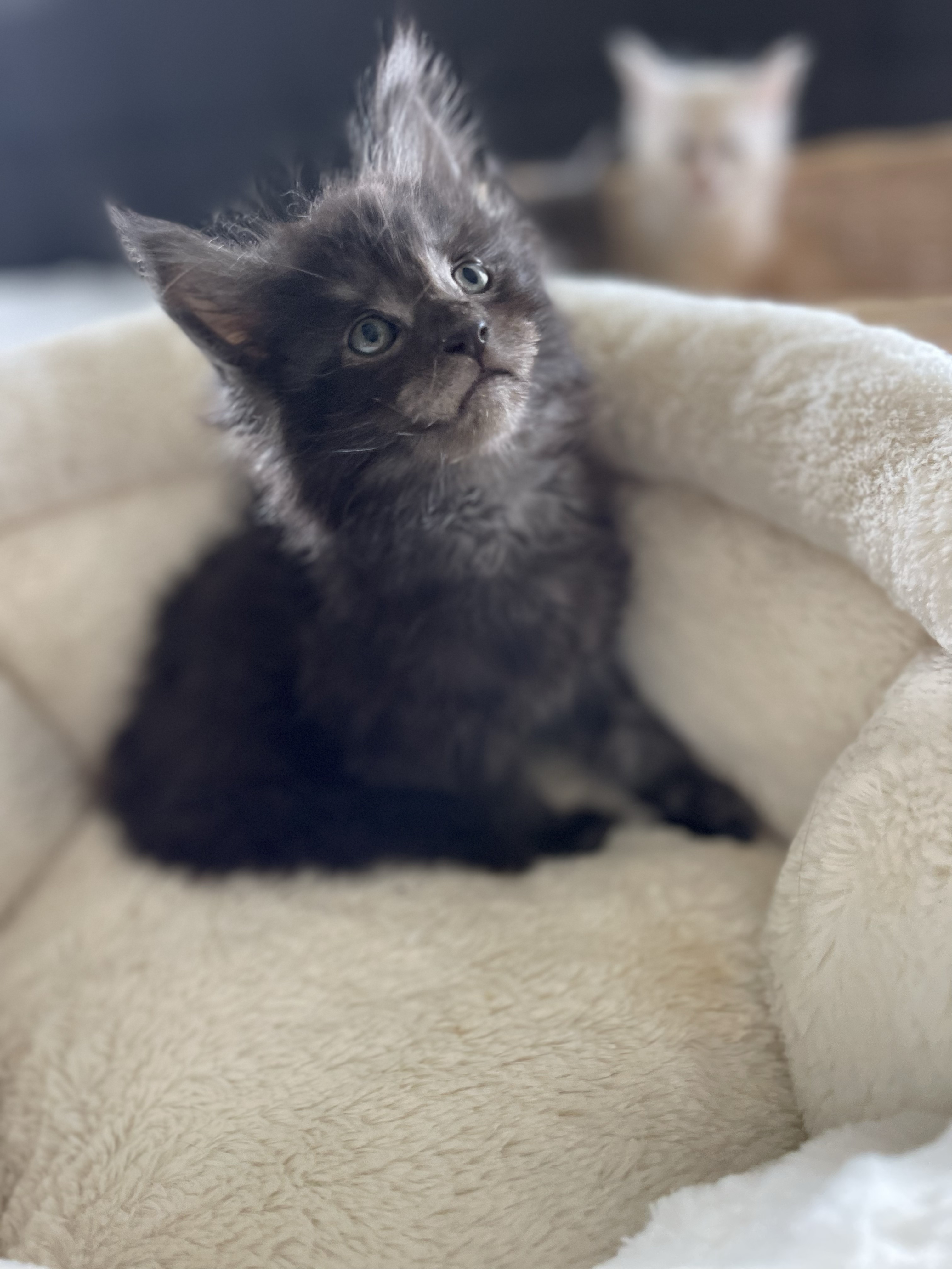 Maine Coon kittens – MICOONS