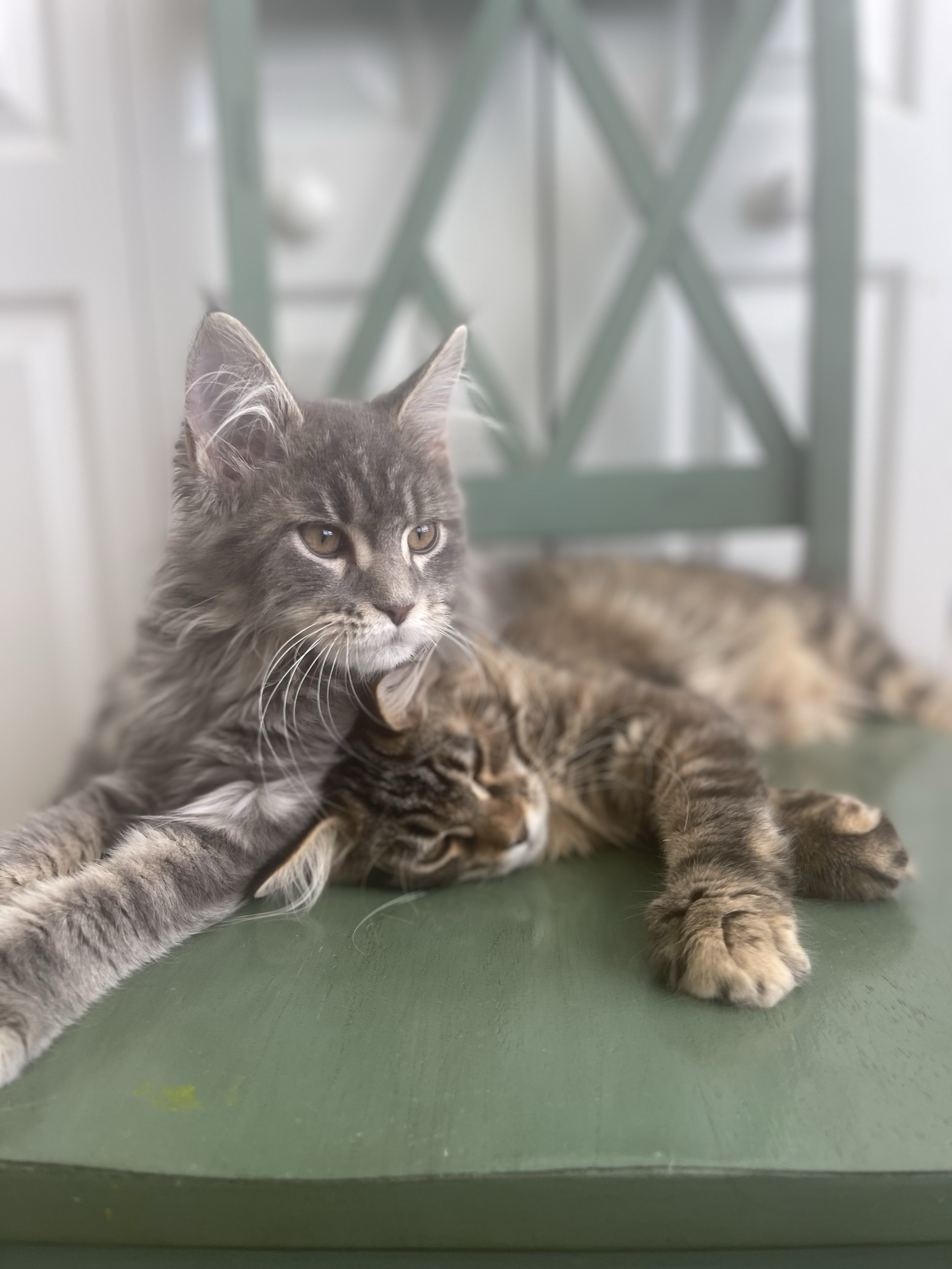 Maine Coon kittens – MICOONS